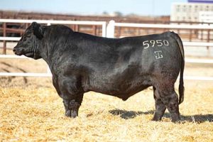 Sires | Market Makers