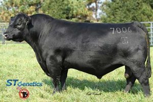 Sires | Market Makers