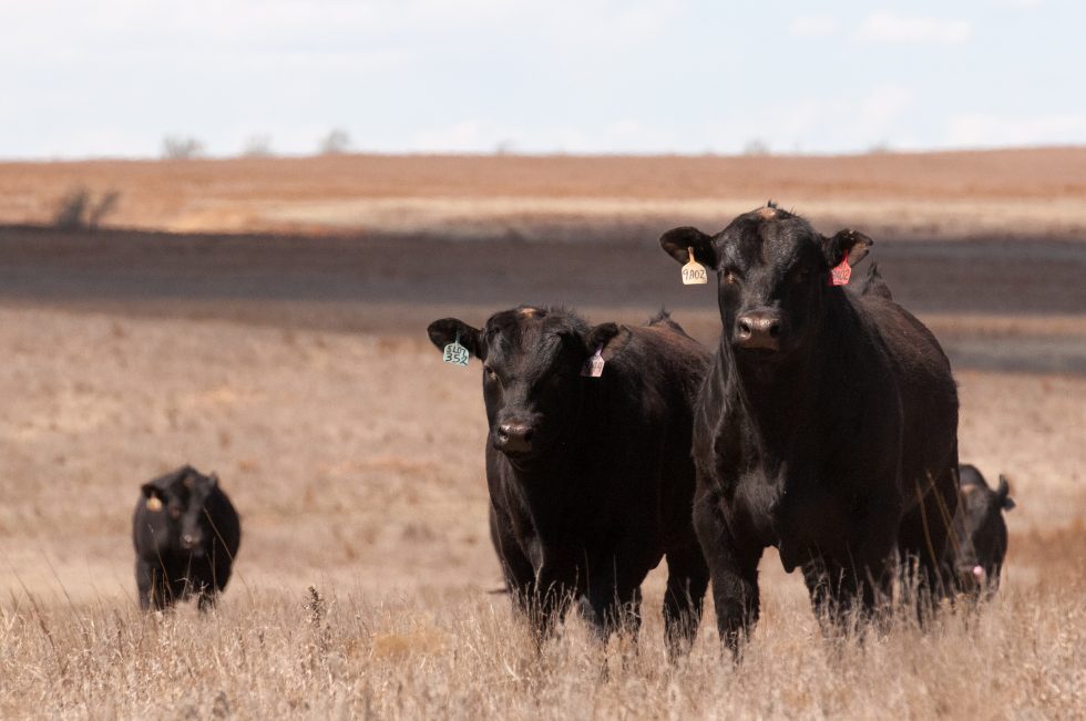 Market Makers | Beef Genetics